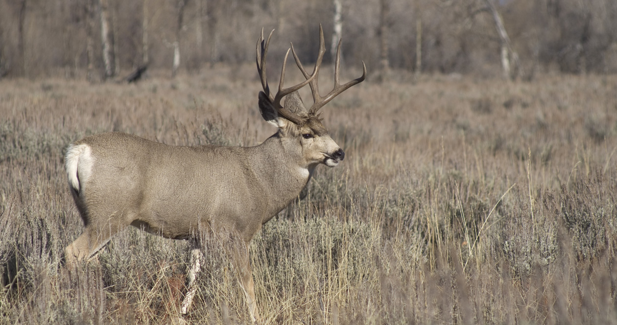 Mandatory disease check for Colorado bucks // GOHUNT. The Hunting Company