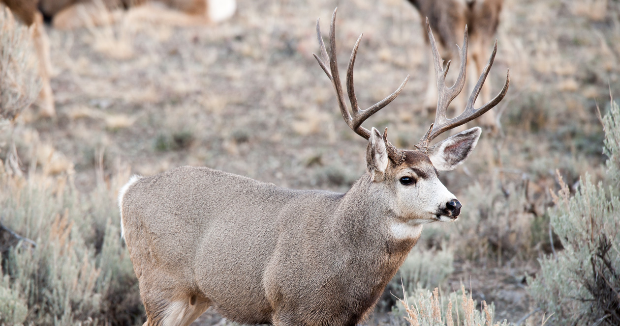 Hunter holds "Let a Deer Walk" raffle to help Wyoming deer // GOHUNT ...
