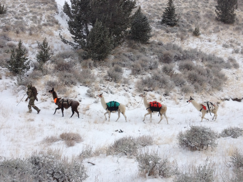 Why pack llamas for your next hunt? // GOHUNT. The Hunting Company