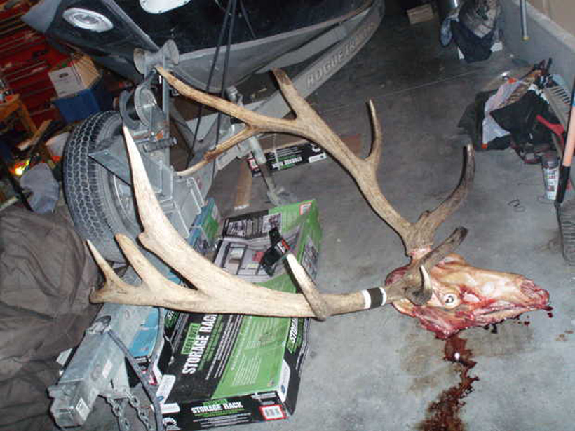 6 more giant poaching cases // GOHUNT. The Hunting Company