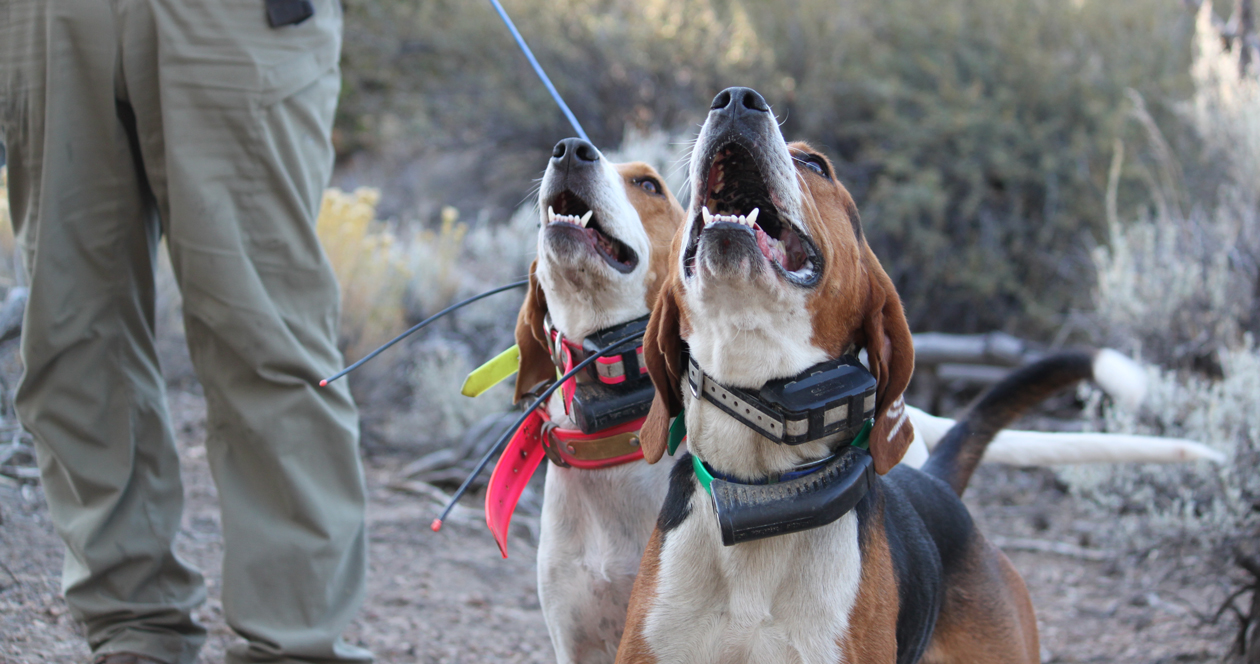 Nevada petition aims to ban the use of hounds for hunting bears ...