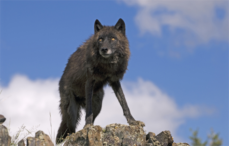 More wolves released in Arizona // GOHUNT. The Hunting Company