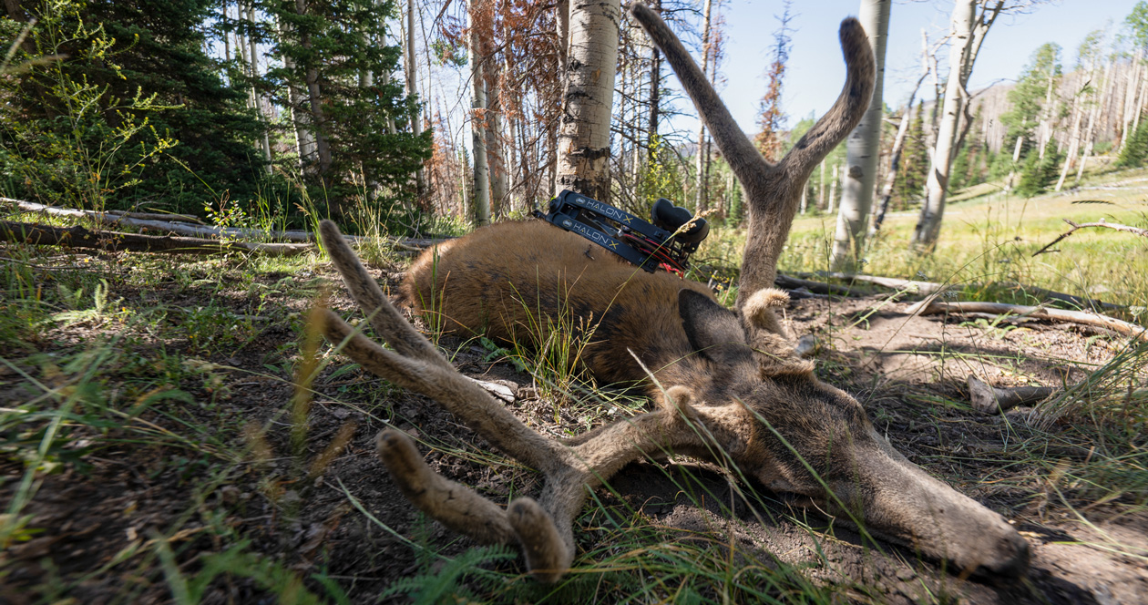 Perks of hunting the opening week of the mule deer archery season ...