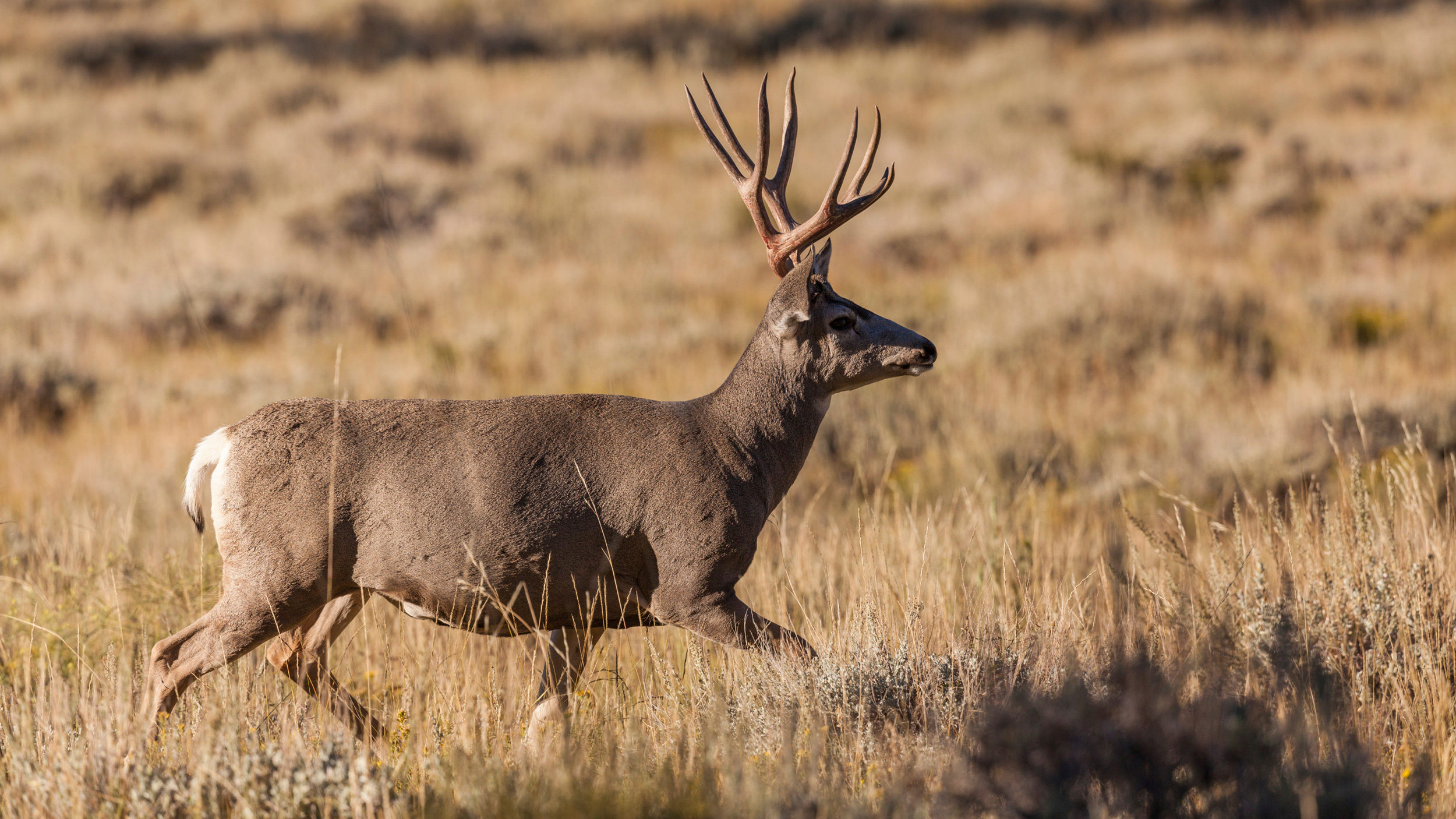Is this the year to have a Nevada tag? // GOHUNT. The Hunting Company