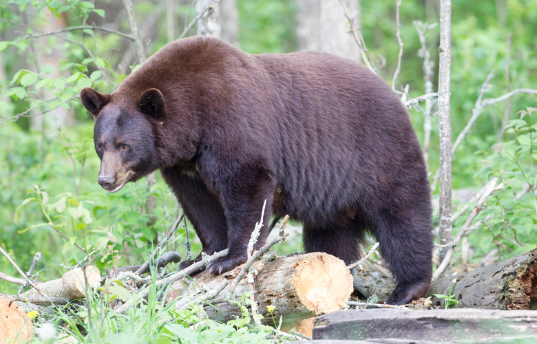 Florida abandons science to shut down bear hunting // GOHUNT. The ...