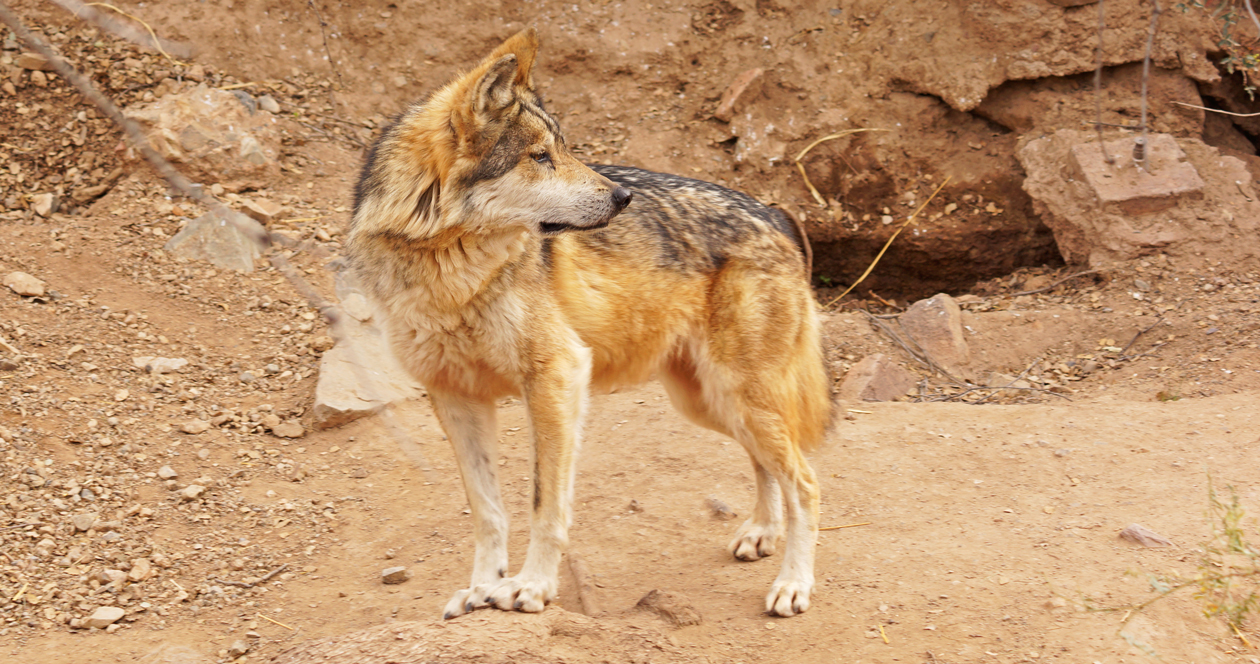 FWS requests extension for Mexican wolf rules // GOHUNT. The Hunting ...