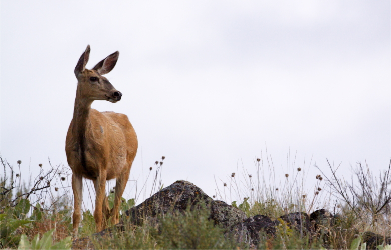 Montana may add more mule deer doe tags this season // GOHUNT. The ...