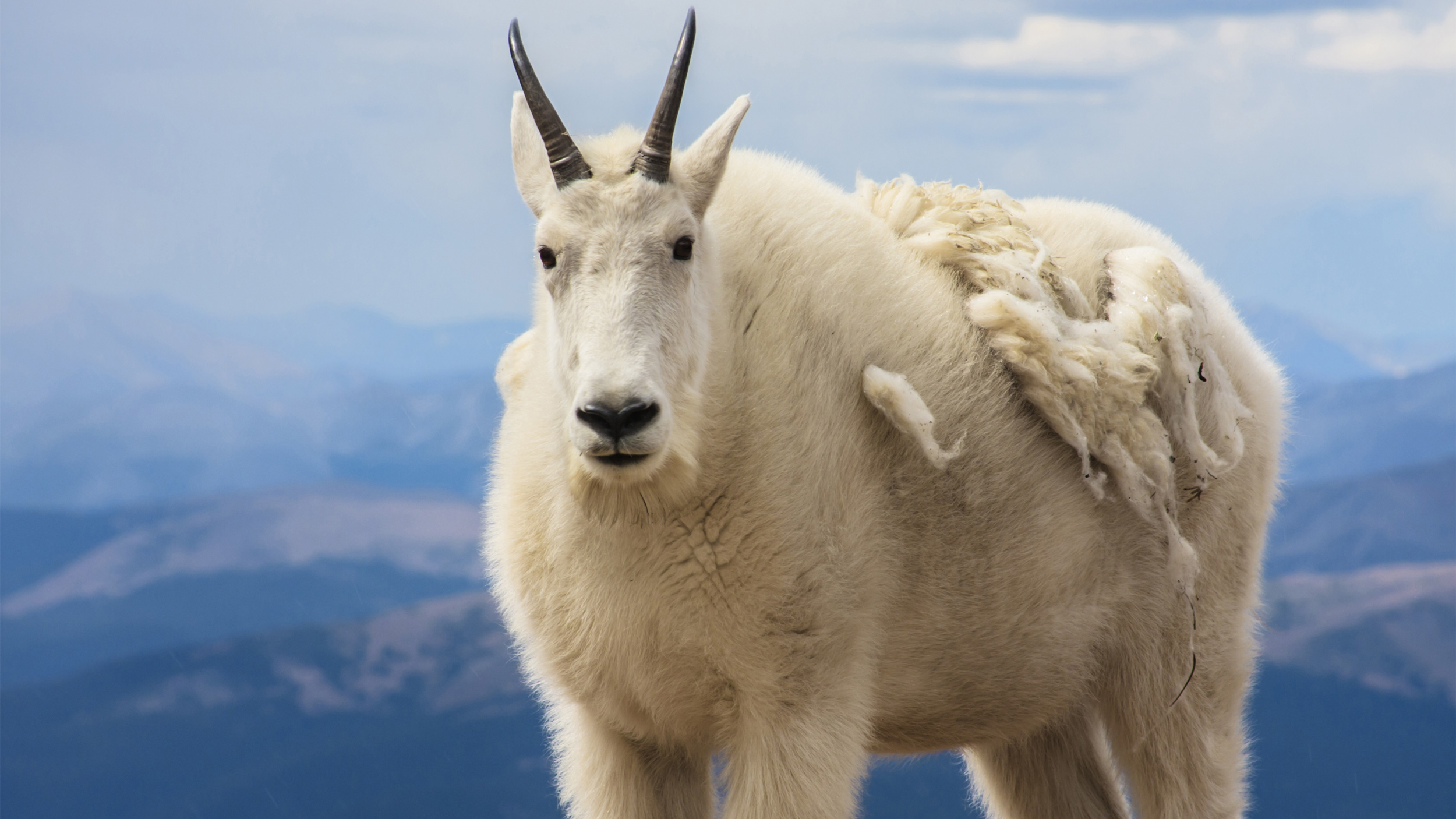 Grand Teton National Park’s mountain goat cull continues // GOHUNT. The ...