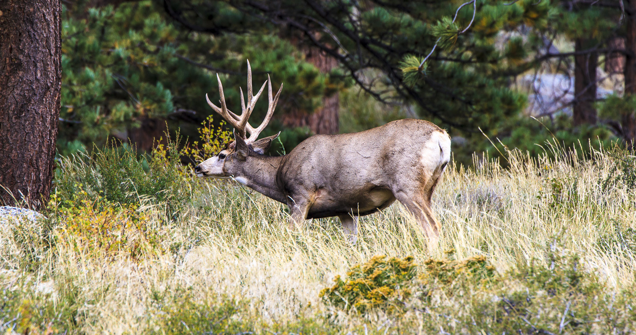Trio charged with poaching eight mule deer in Colorado // GOHUNT. The Hunting Company