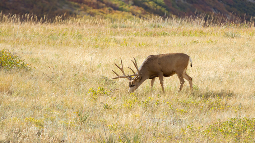 Montana FWP plans special CWD hunt this fall // GOHUNT. The Hunting Company