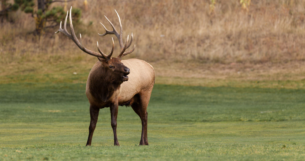 Colorado elk gores golfer on the 17th hole // GOHUNT. The Hunting Company