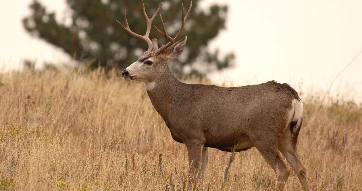 Utah proposes new mule deer management plan // GOHUNT. The Hunting Company