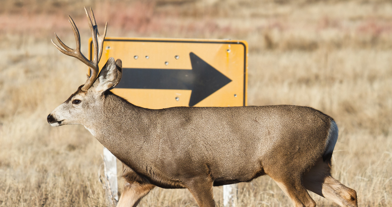 Roadkill migration study underway in Idaho