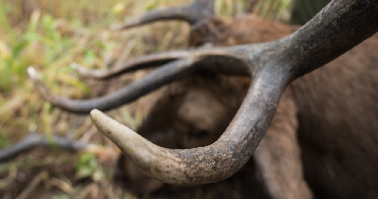 Lessons learned from a 2020 archery elk hunt — Part 2 // GOHUNT. The ...