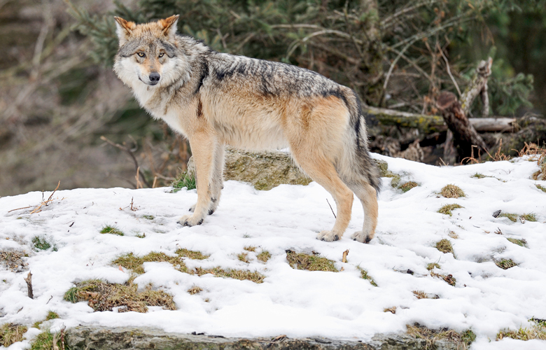 Wolf battle heats up in Arizona // GOHUNT. The Hunting Company