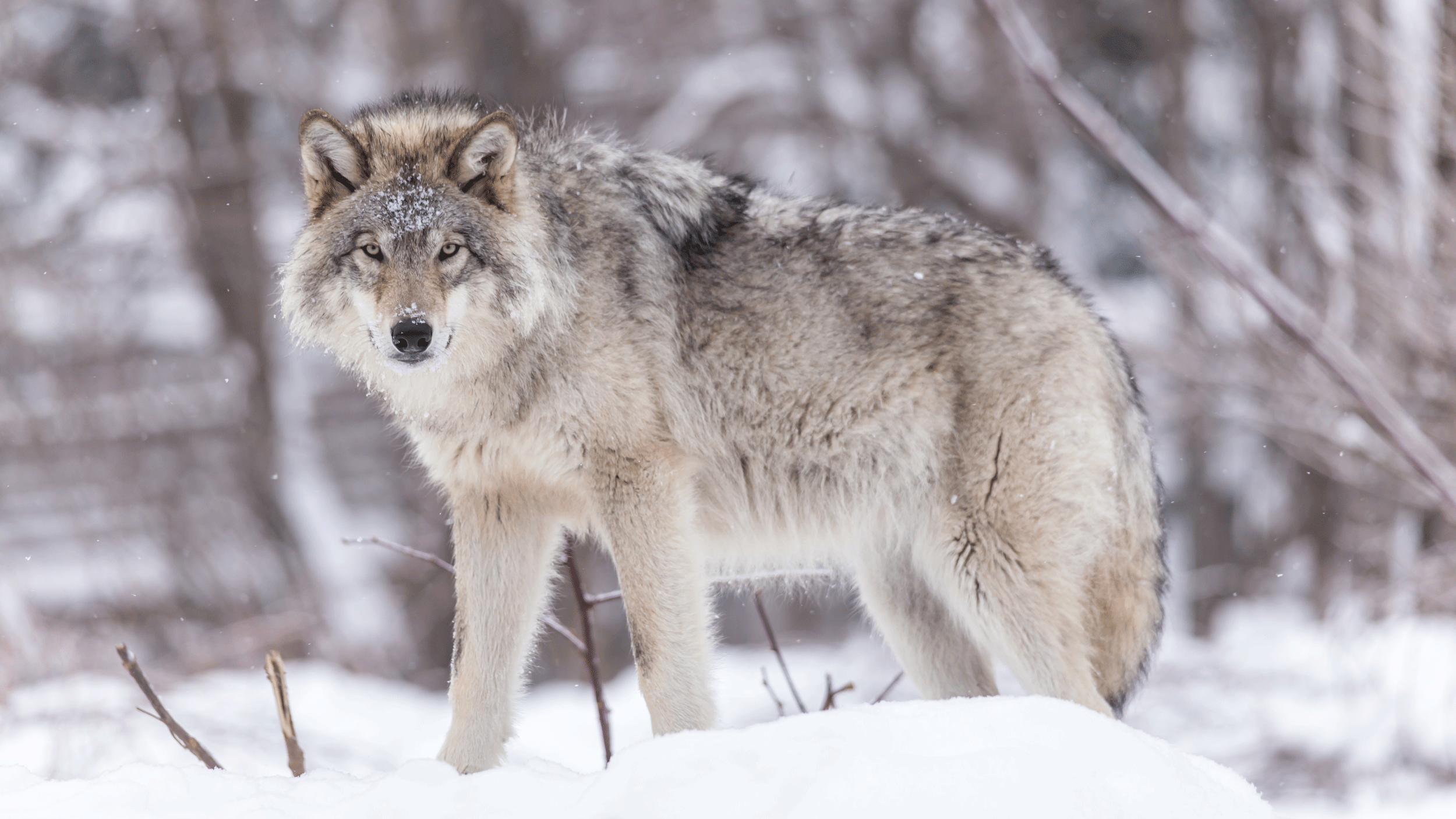Gray Wolf Standing