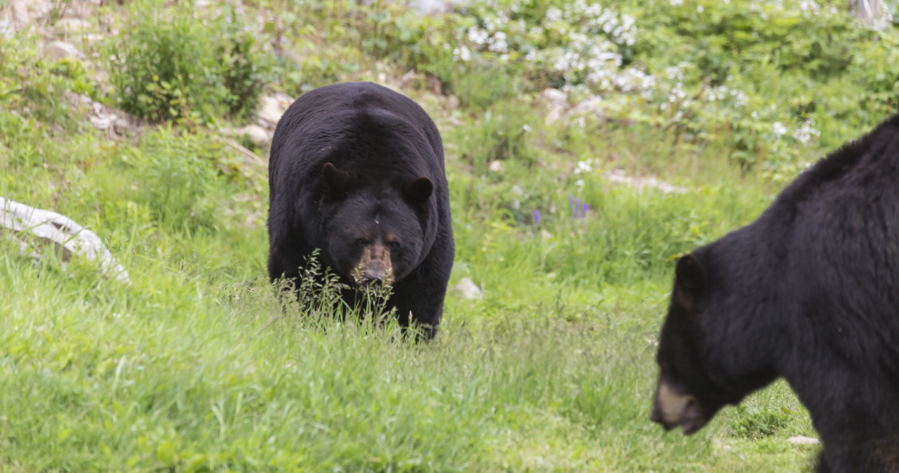 NJ hunters kill 62 black bears on opening day // GOHUNT. The Hunting ...
