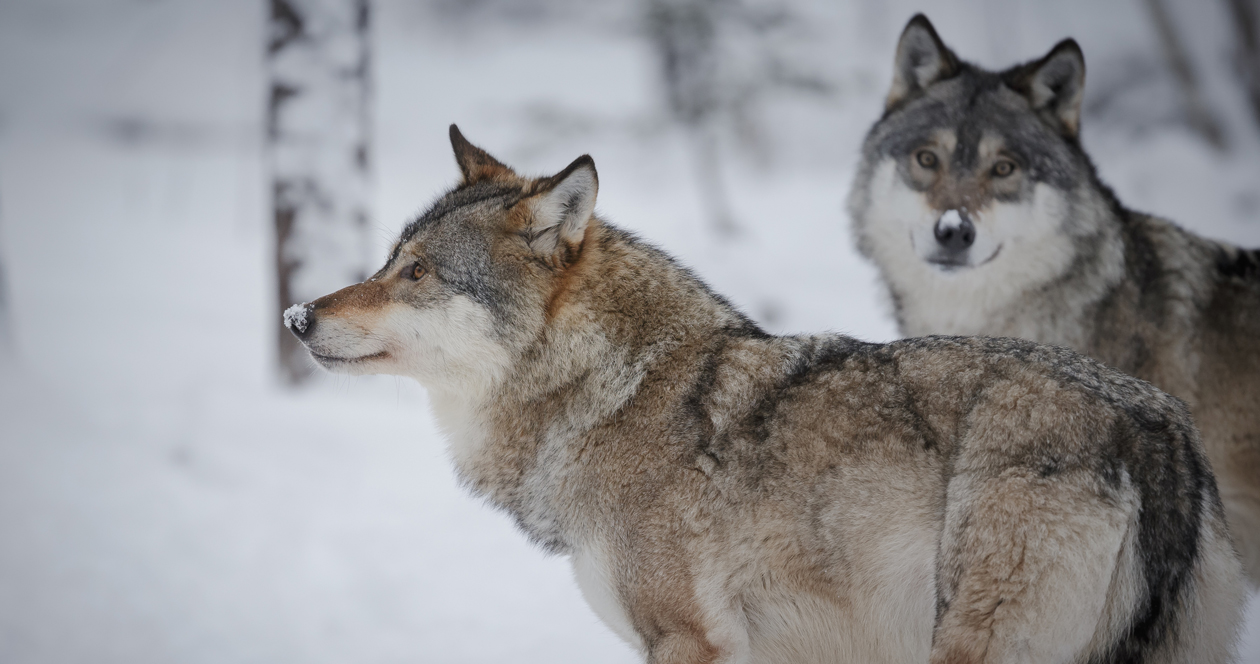 Wyoming wolf crosses state lines into Colorado // GOHUNT. The Hunting ...