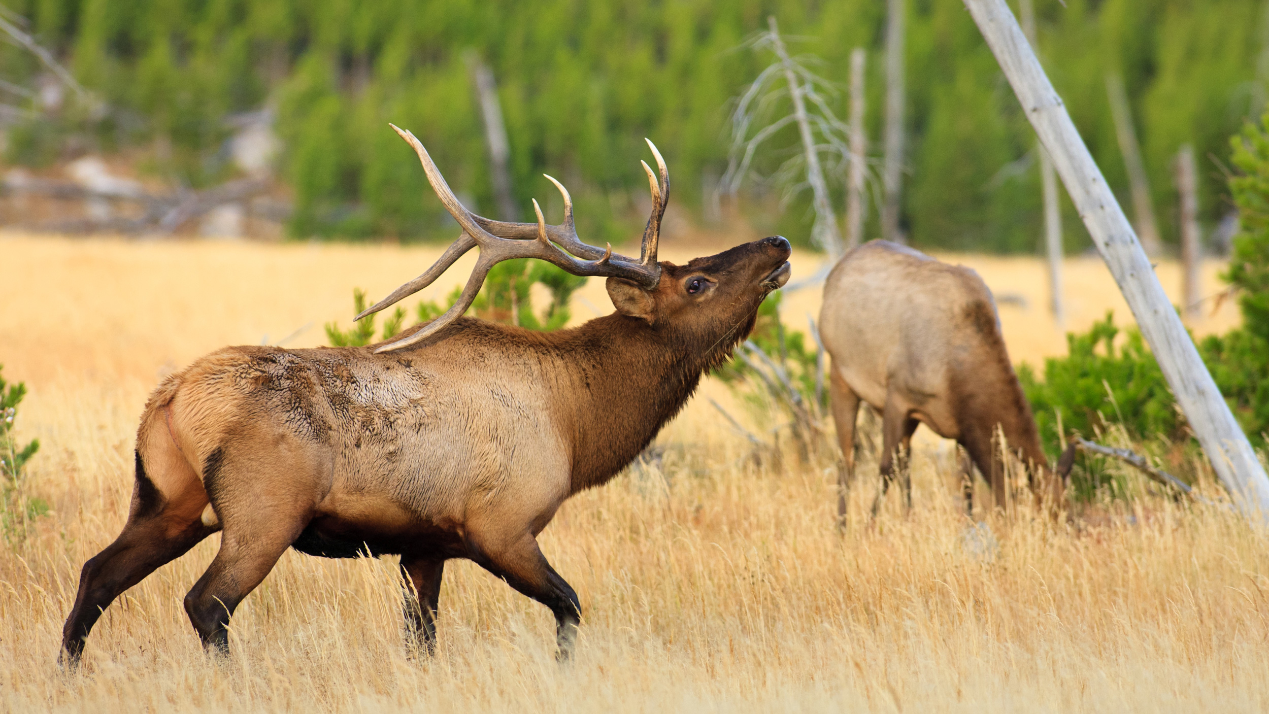 Can you buy over-the-counter hunting tags in Montana — and which ones ...