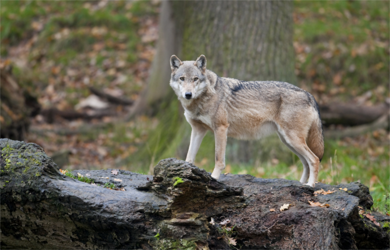 Washington launches multi-year wolf study // GOHUNT. The Hunting Company