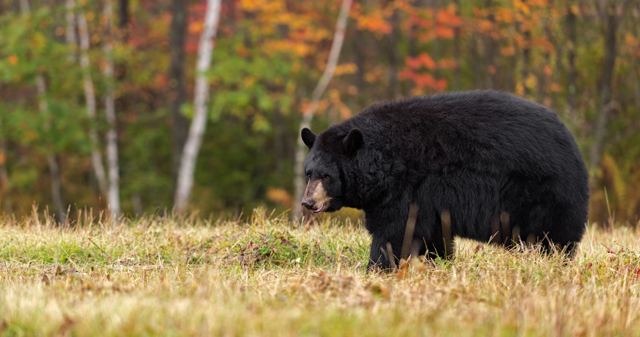 Idaho experiences surge in “blatant poaching” // GOHUNT. The Hunting ...