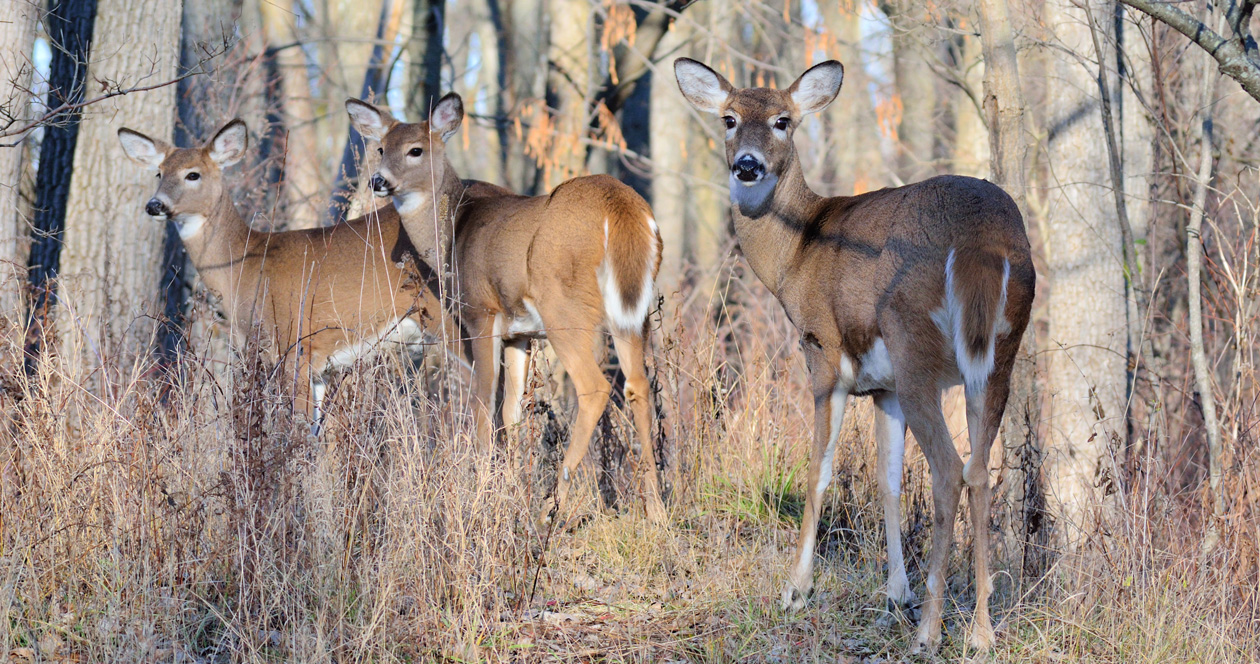 New CWD research may provide answers // GOHUNT. The Hunting Company
