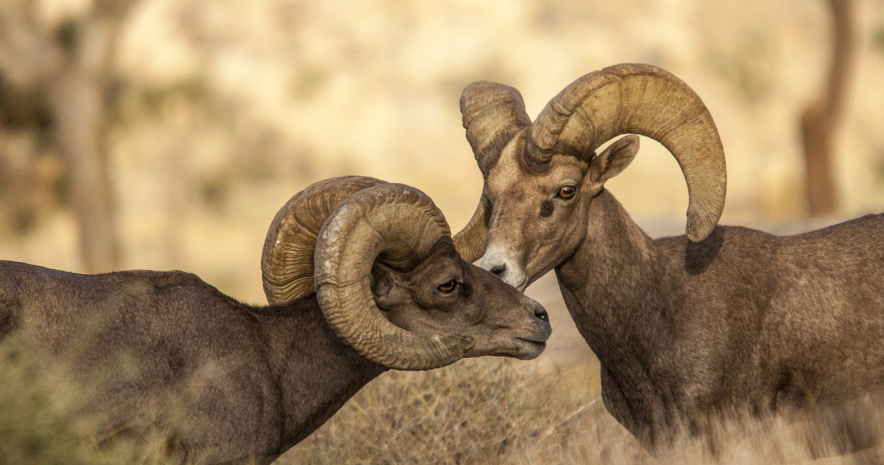 How to Apply for Arizona Bison, Deer, and Sheep Hunts in 2023 // GOHUNT ...