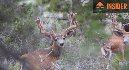 APPLICATION STRATEGY 2015: Utah mule deer // GOHUNT. The Hunting Company