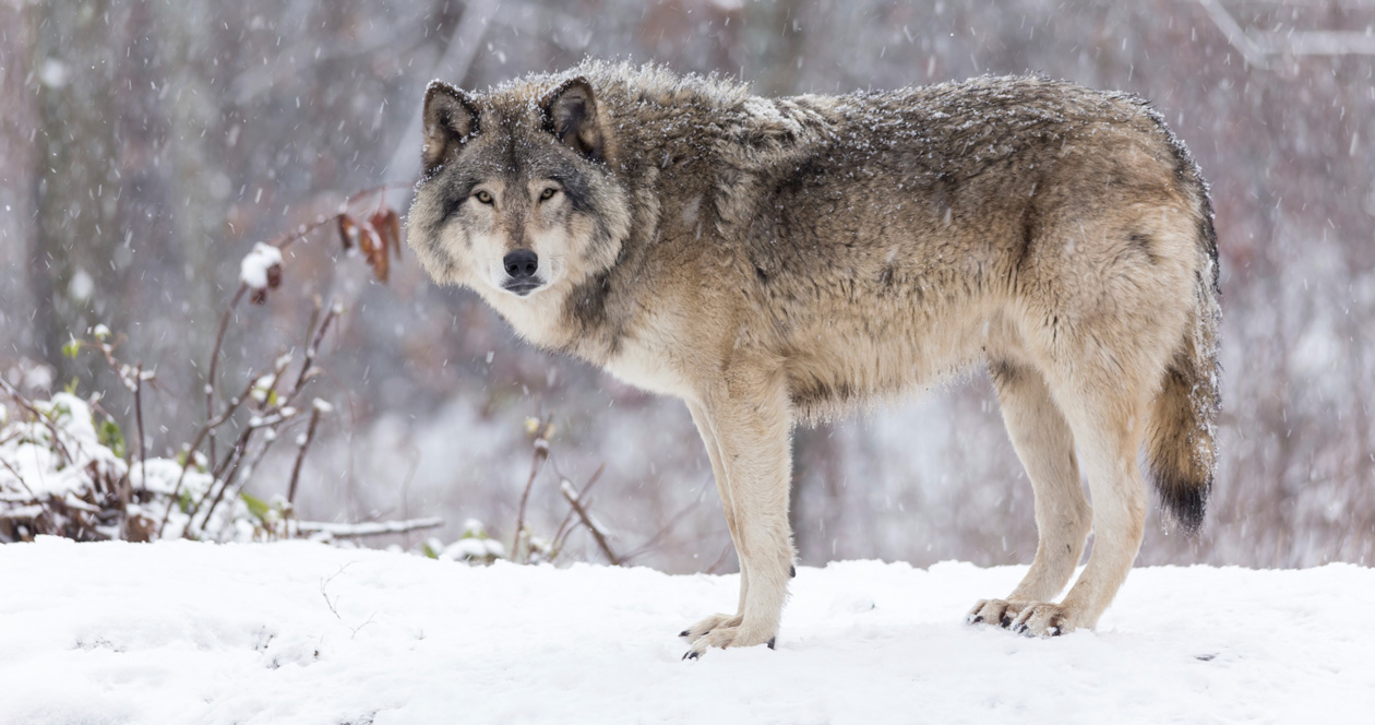 Oregon hunter shoots wolf in self-defense // GOHUNT. The Hunting Company