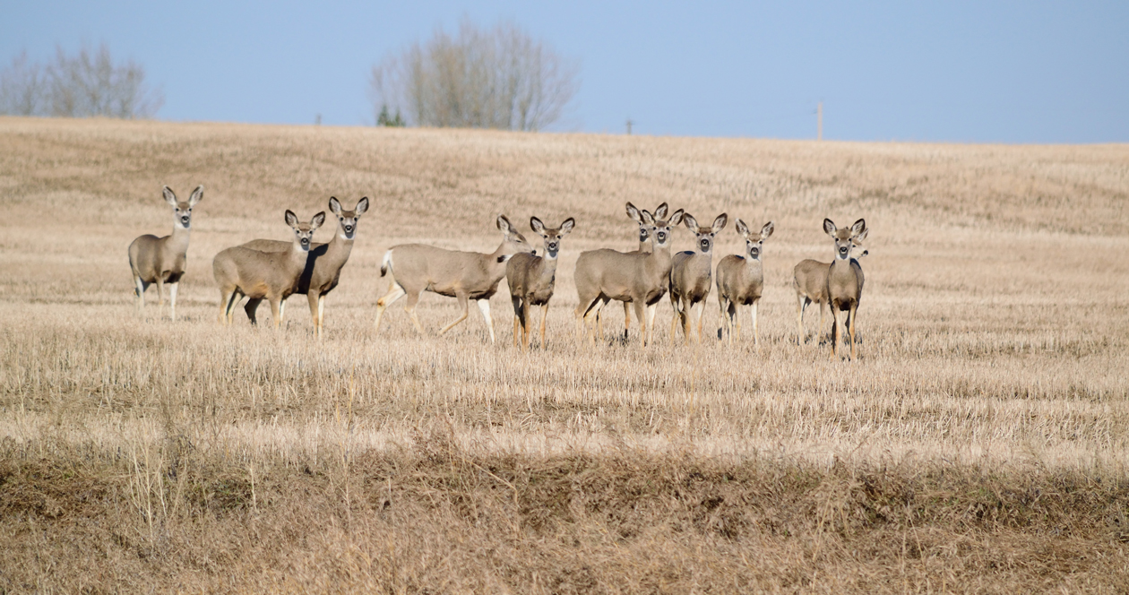 CWD confirmed in 142 animals during Montana’s 2019/20 disease sampling ...