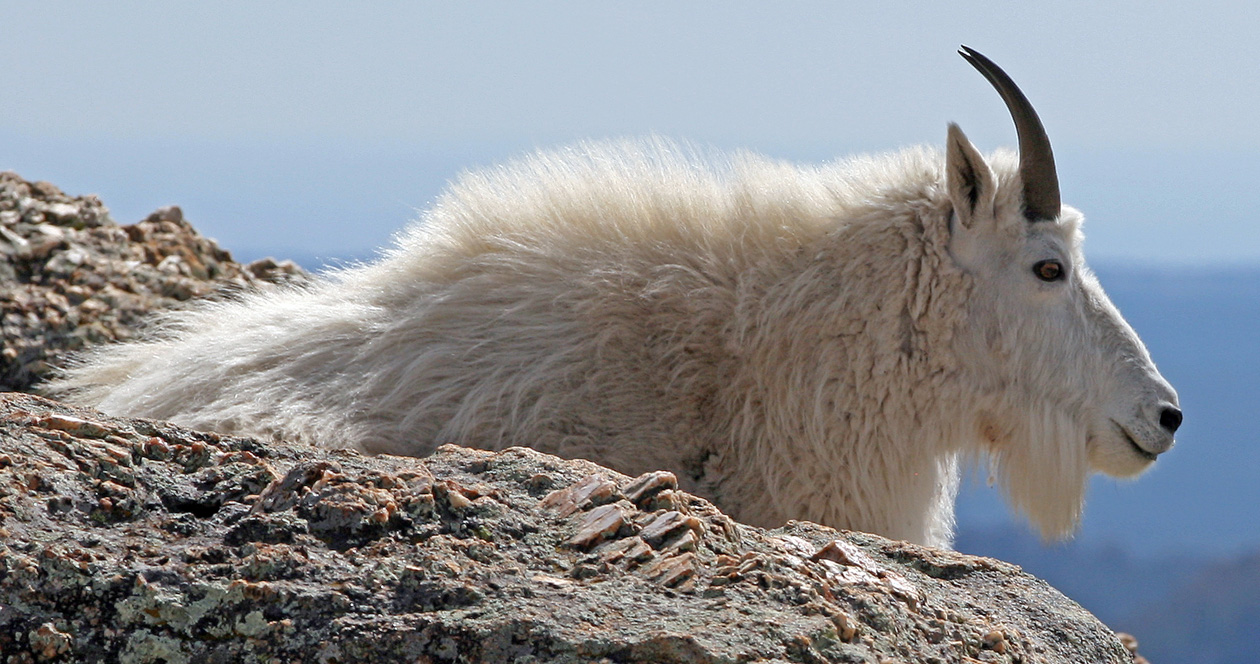 Controversial mountain goat cull begins in Grand Teton // GOHUNT. The ...