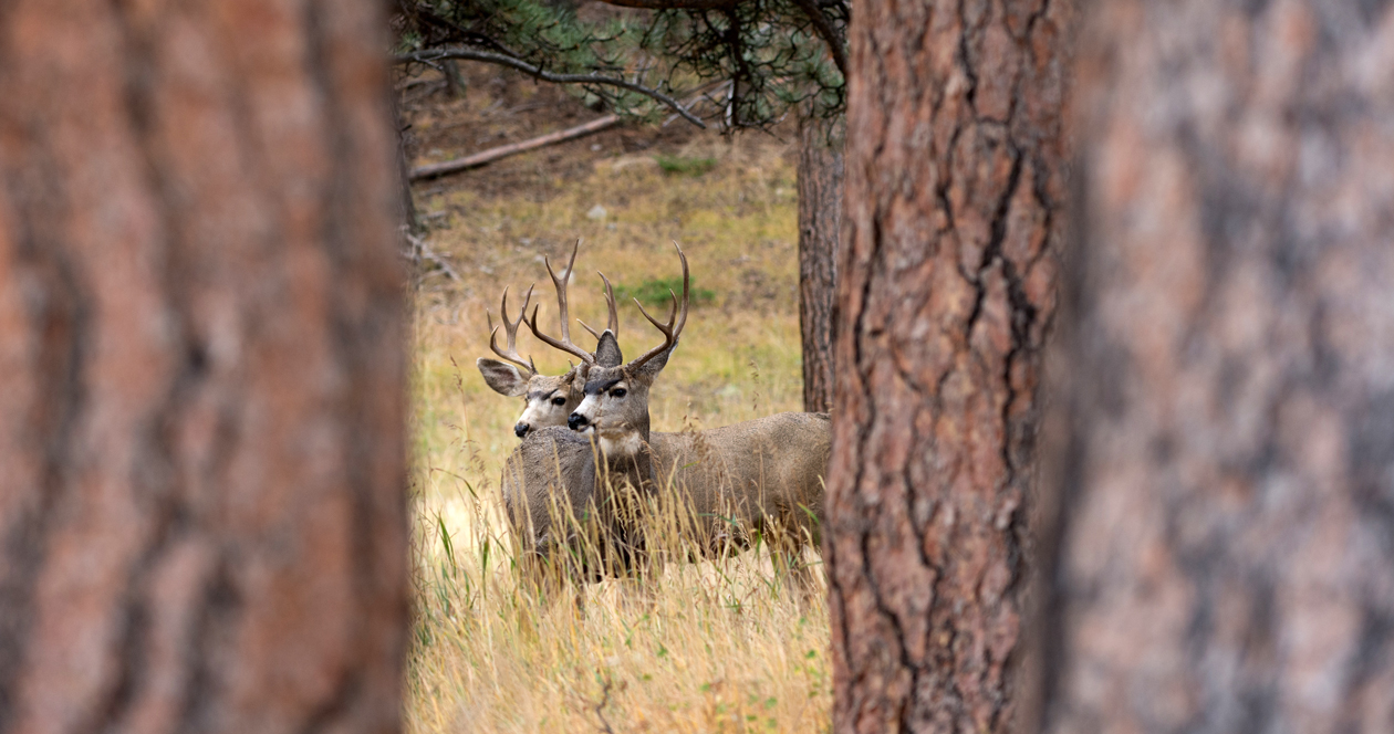 Habitat project helps Wyoming mule deer // GOHUNT. The Hunting Company