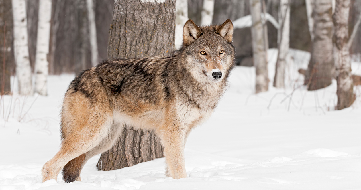 Oregon lethally removes two Pine Creek Pack wolves due to depredation ...