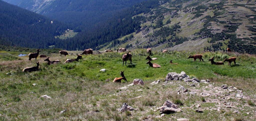 Colorado Unit 171 Unit Profile - 17 Hunters are talking about this Unit ...