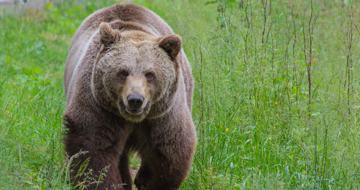 Wyoming shed hunter injured by grizzly bear // GOHUNT. The Hunting Company