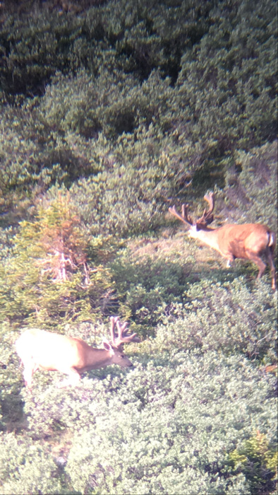 Going 4 for 4 in Colorado's high country for mule deer // GOHUNT. The ...