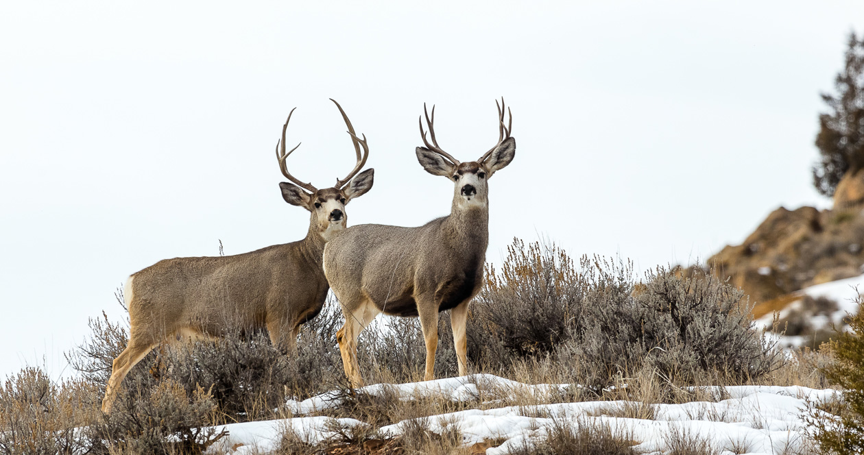 Mule deer portion of Montana CWD “special” hunt ends // GOHUNT. The ...