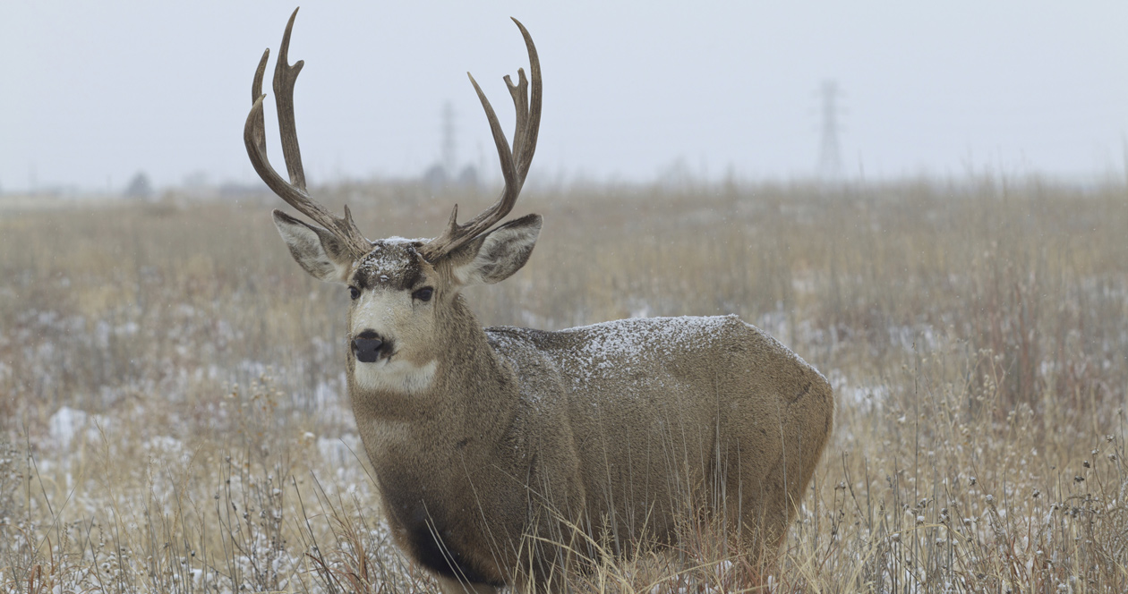 CWD continues to increase in Montana and Canada // GOHUNT. The Hunting ...