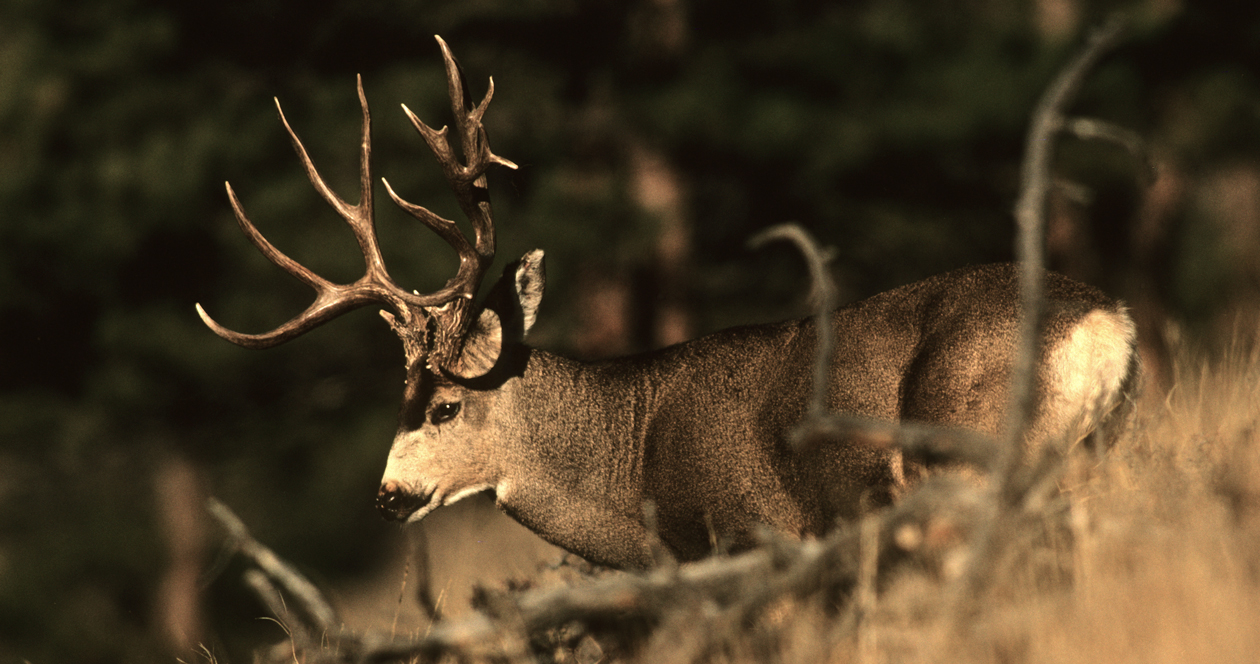 New bill on deck to combat CWD // GOHUNT. The Hunting Company