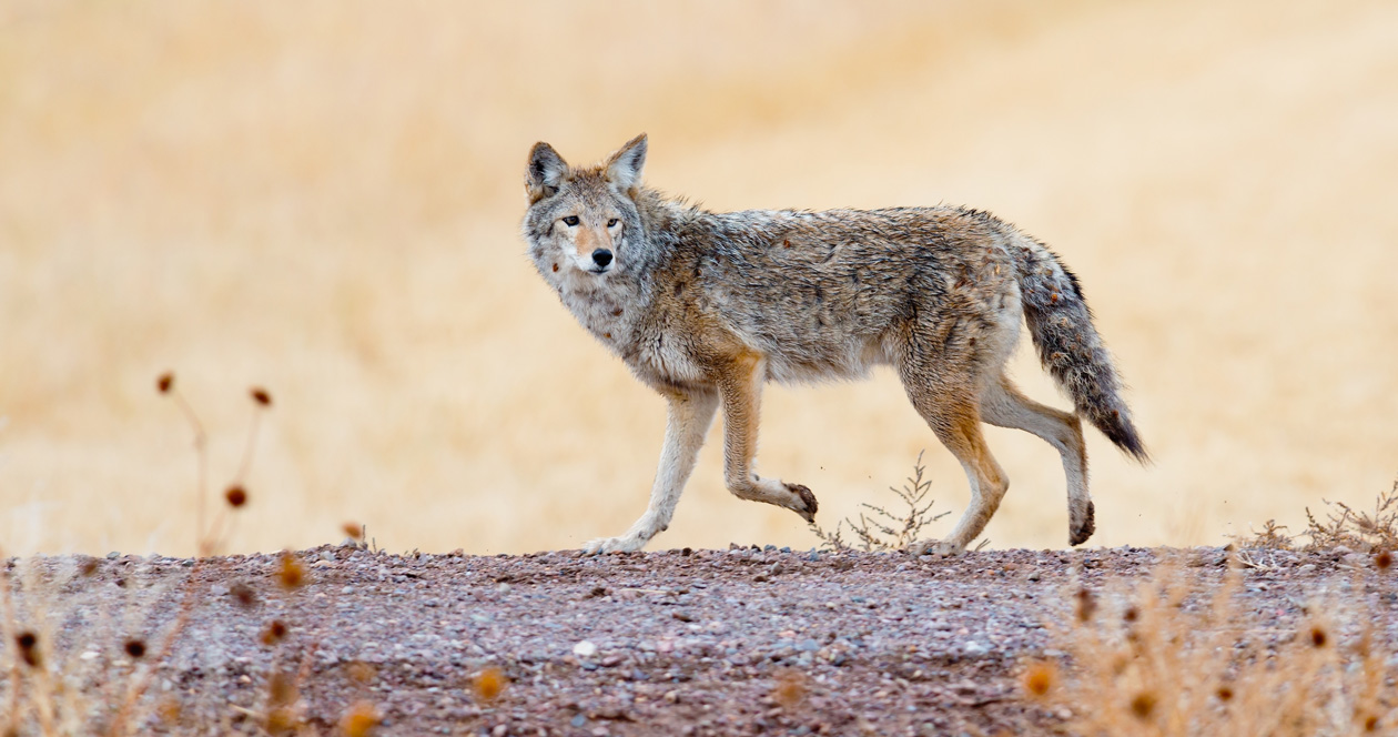 New study determines coyote impact on mule deer // GOHUNT. The Hunting ...