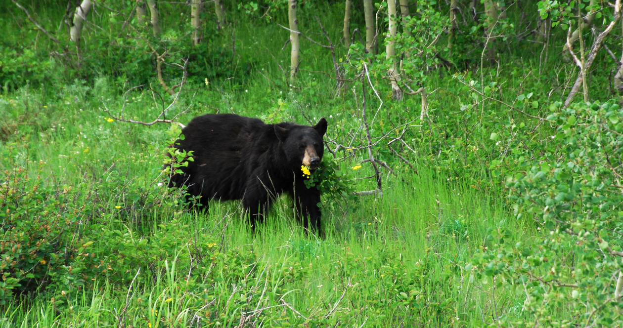Utah increases black bear permits for 2018 // GOHUNT. The Hunting Company