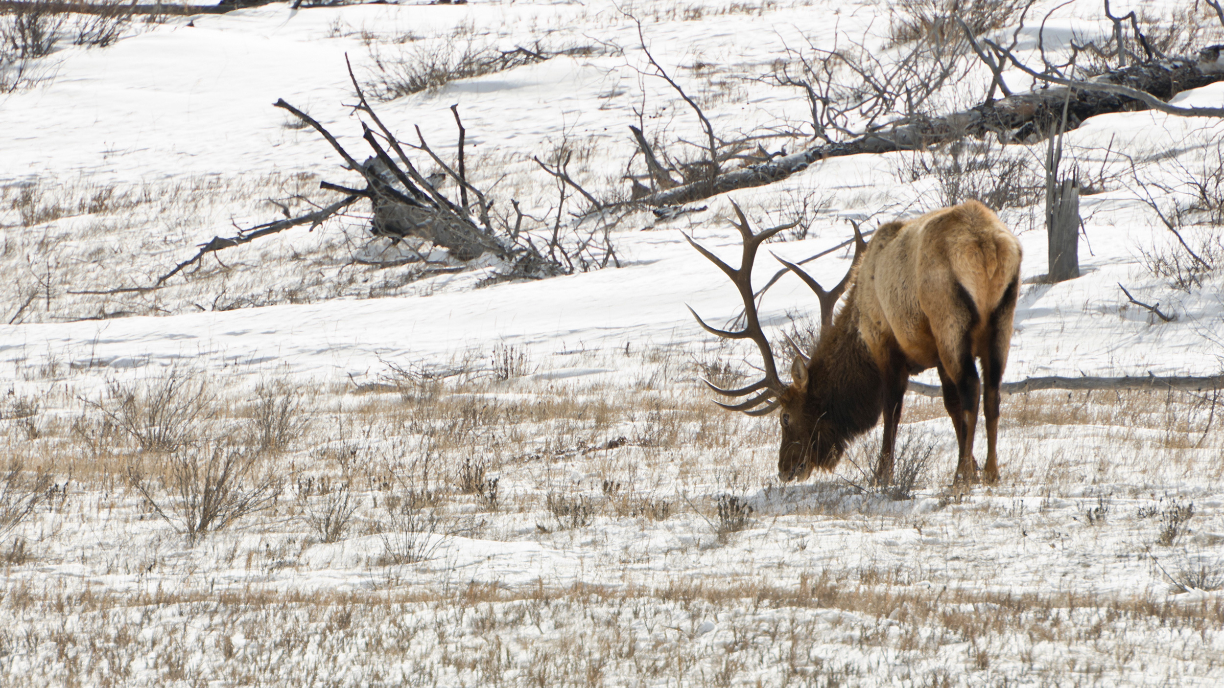 Application Strategy 2025: Wyoming elk tips, strategies and tactics to ...