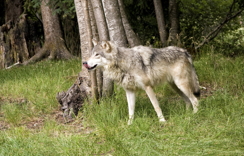 Michigan court upholds law that allows wolf hunting // GOHUNT. The ...