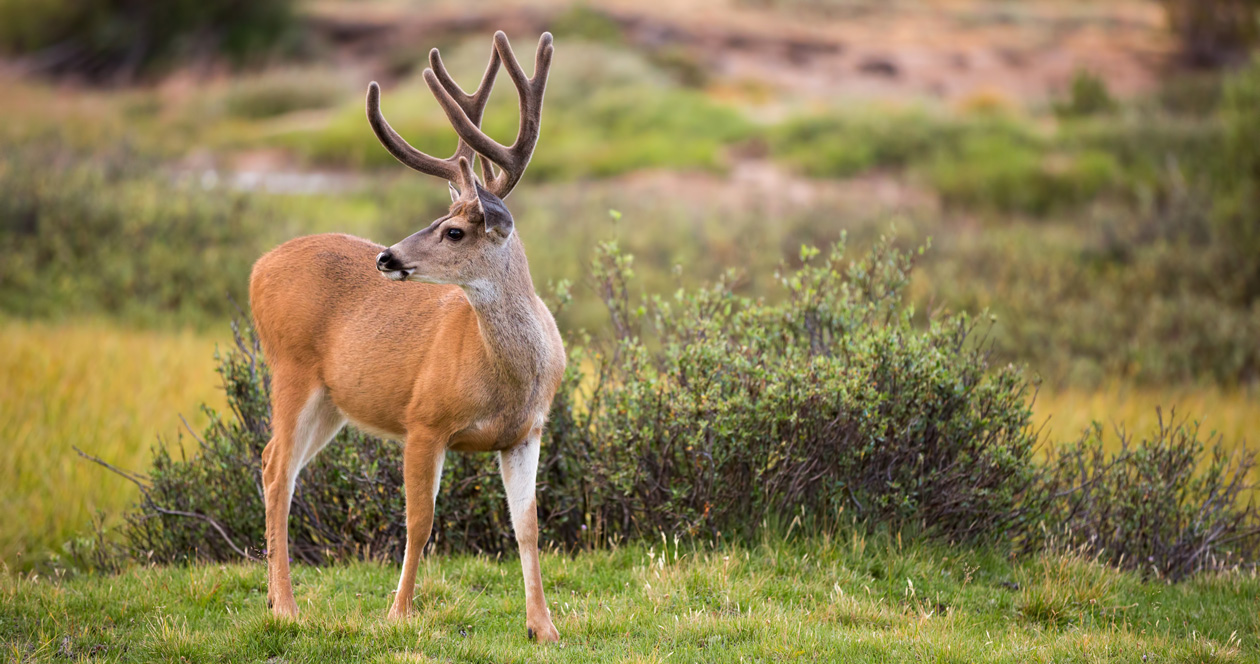 High temps across the west could spoil fresh harvest // GOHUNT. The ...