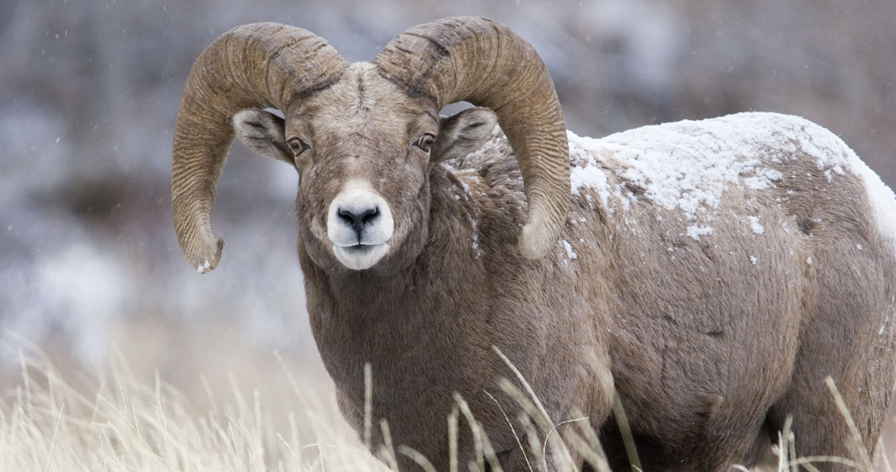 New study finds genetic diversity in translocated bighorn sheep ...