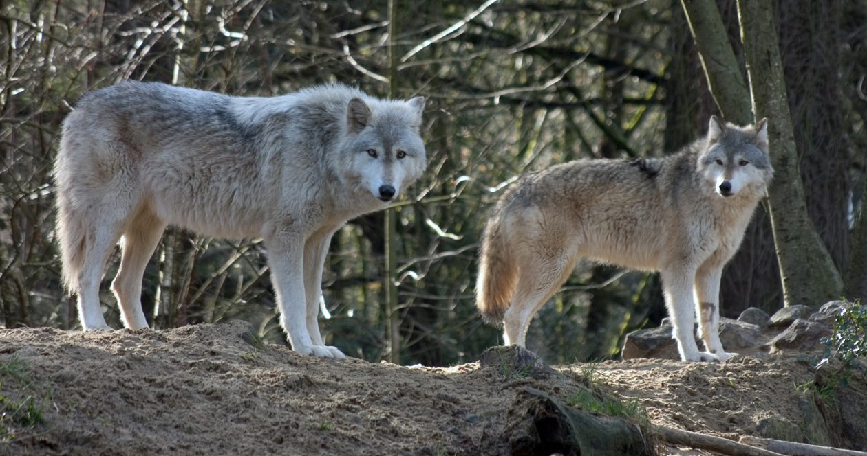 Oregon wolf numbers increase // GOHUNT. The Hunting Company