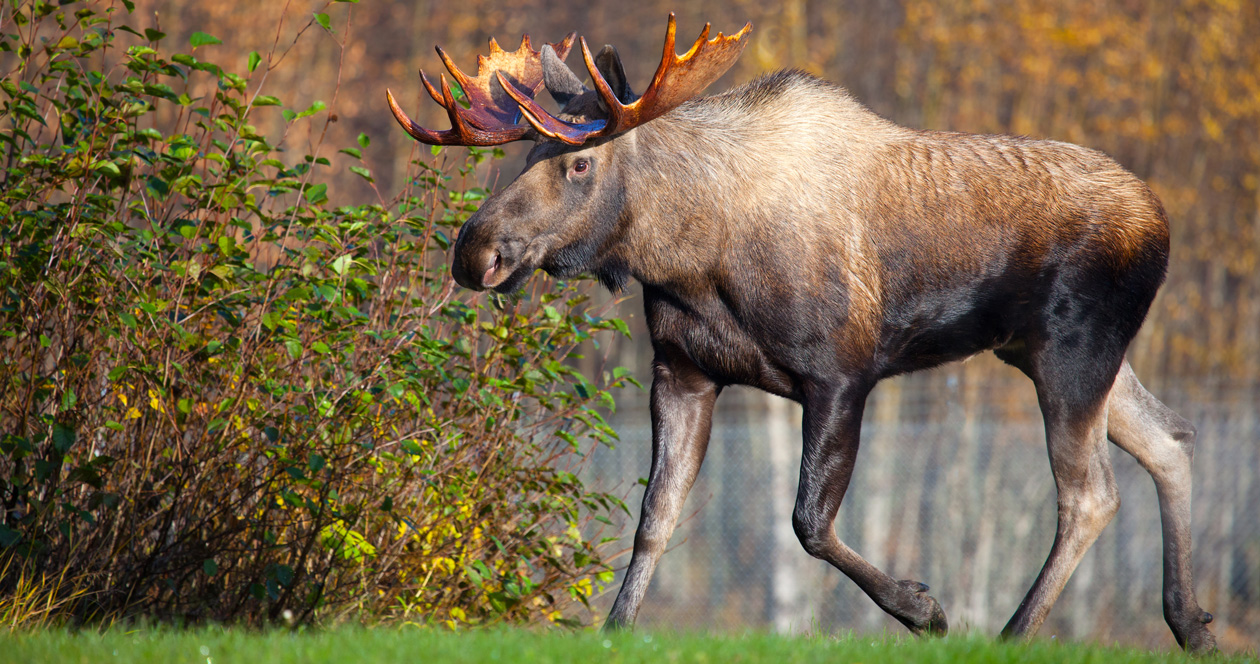 More moose than North Dakota can handle? // GOHUNT. The Hunting Company