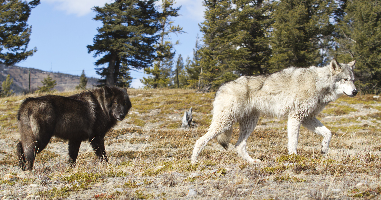 US Forest Service researcher treed by wolves // GOHUNT. The Hunting Company