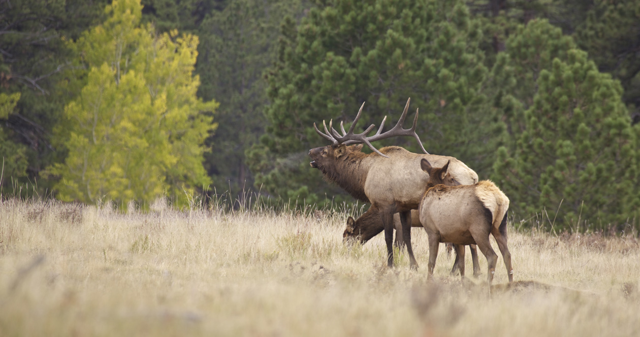 Montana announces two changes for 2020 season // GOHUNT. The Hunting ...