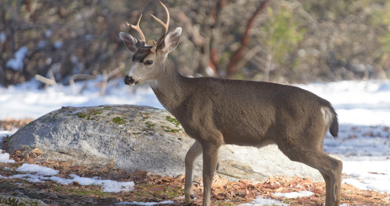 Oregon unveils statewide anti-poaching campaign // GOHUNT. The Hunting ...